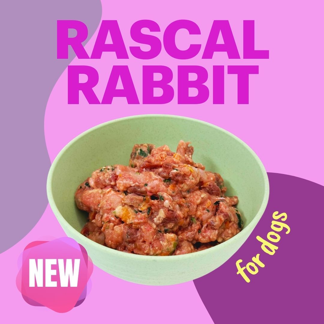 🐰🥕New Kid on the Block-Rascal Rabbit 🐰🥕